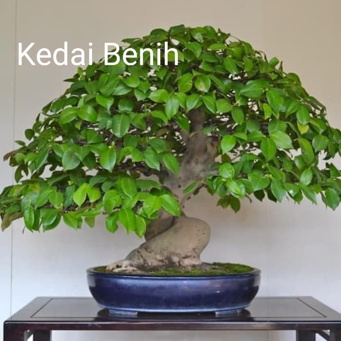 Jual Kedai 40 Benih Biji Bonsai Beringin Ringin Waringin Java Weeping ...