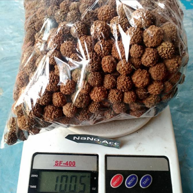 Jual c4ri 1000 gr Biji Benih Pohon Jenitri Revo xna | Shopee Indonesia