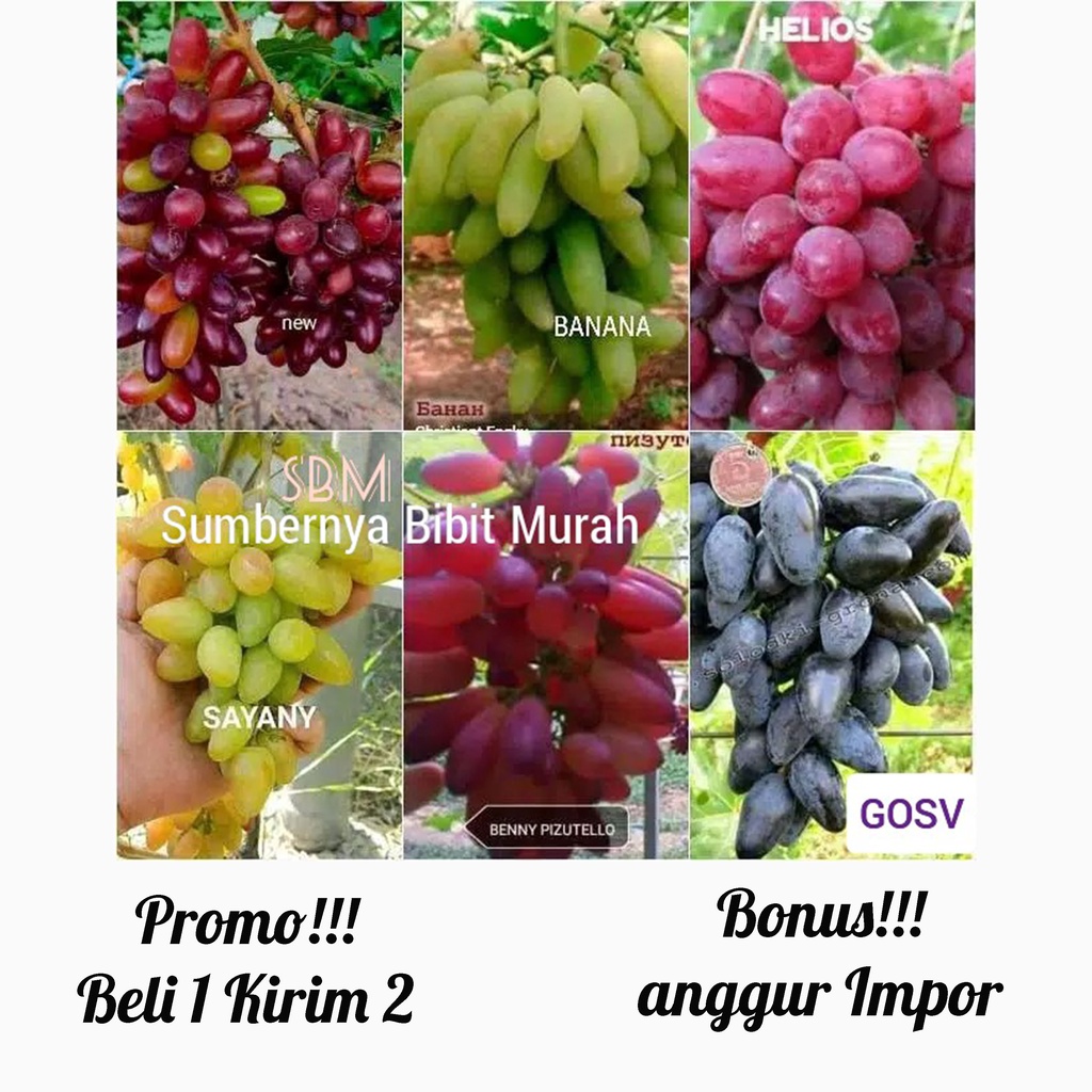 Jual Bibit Anggur Premium-My Heart-Banana-Treasure-Sayany-Helios-Leader ...