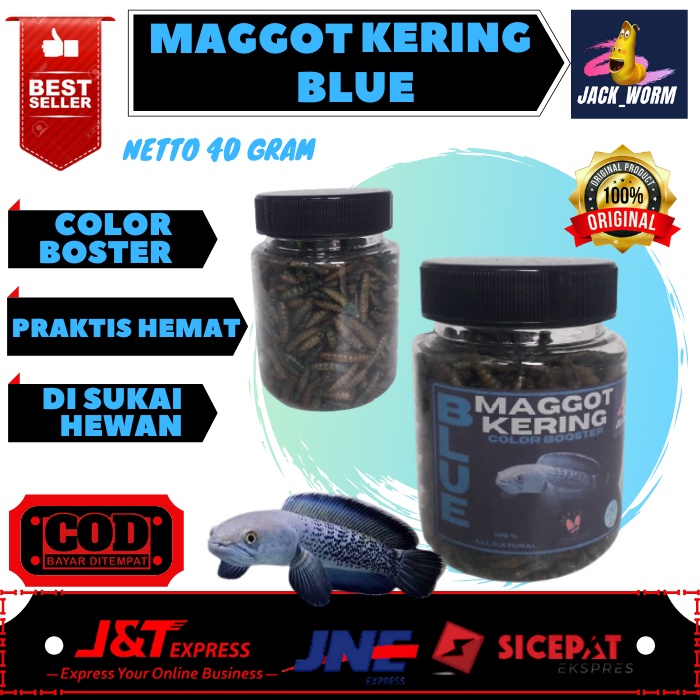 Jual Maggot Kering Pakan Ikan Channa Maru Yellow Sentarum Auranti ...