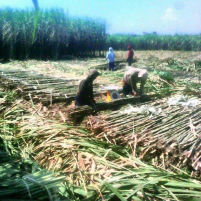 Jual Tebu hijau kediri | Shopee Indonesia