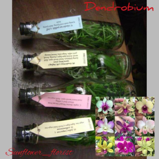 Jual Bibit Bunga Anggrek Dendrobium Botol Sundul Botol Siap Aklim ...