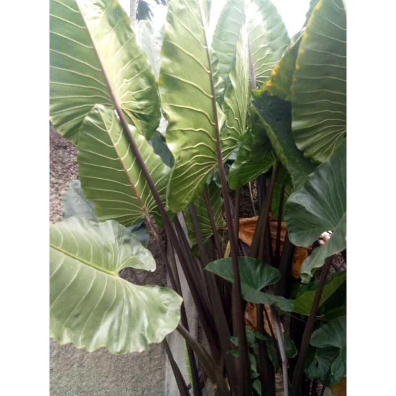Jual Talas Hitam/Alocasia Plumbea/Talas Senthe/keladi hias | Shopee ...