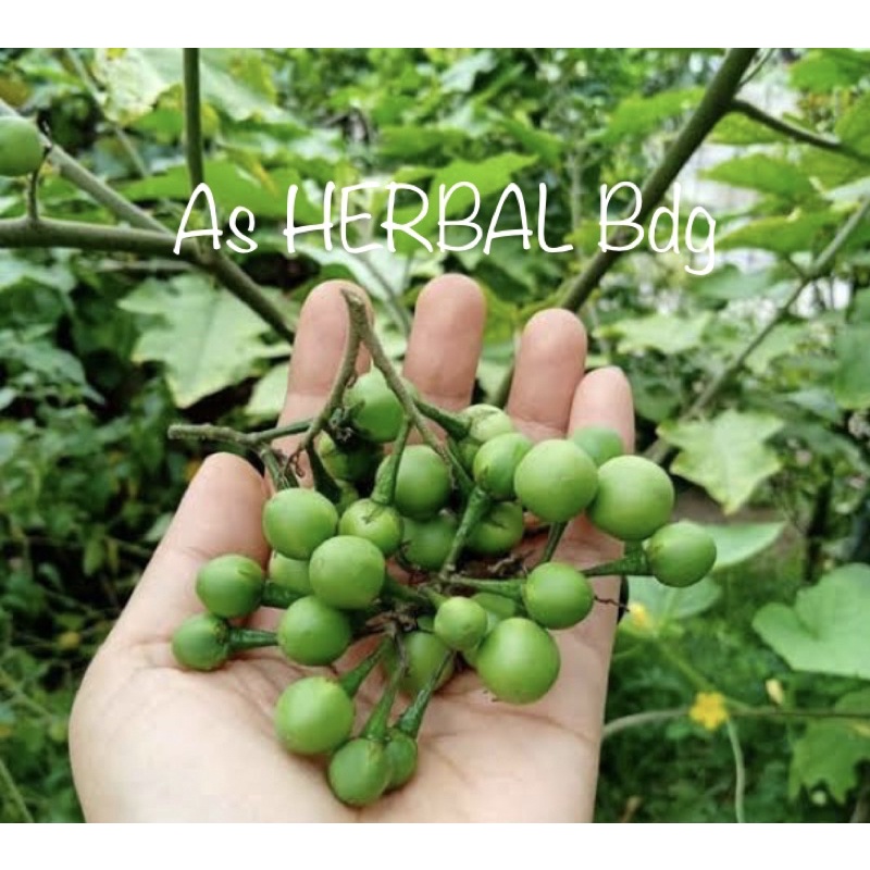 Jual Buah cepokak segar / buah takokak segar 500 gram-az | Shopee Indonesia