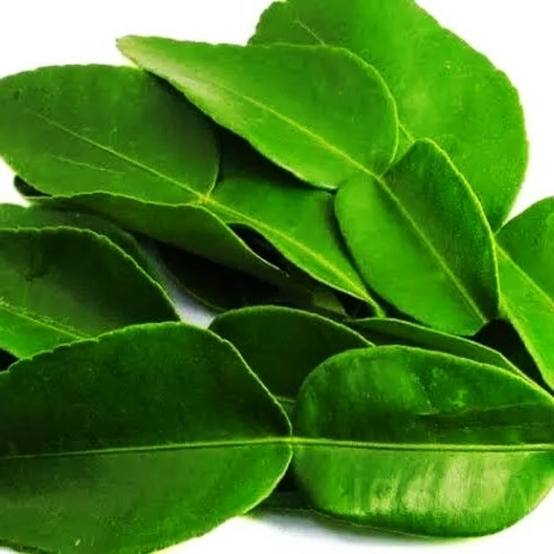 Jual 100 lembar daun jeruk nipis segar | Shopee Indonesia