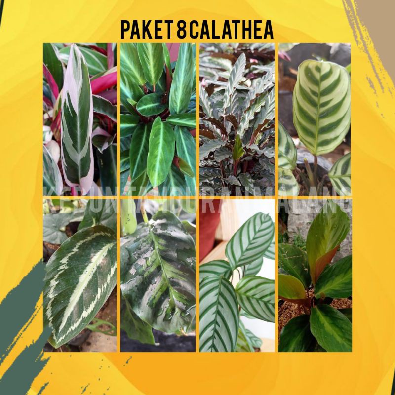 Jual Paket Tanaman Calathea 8 Jenis / Bunga kalatea Calatea / Tanaman ...