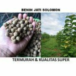 Jual benih biji jati solomon unggulan-biji-benih 1kg | Shopee Indonesia