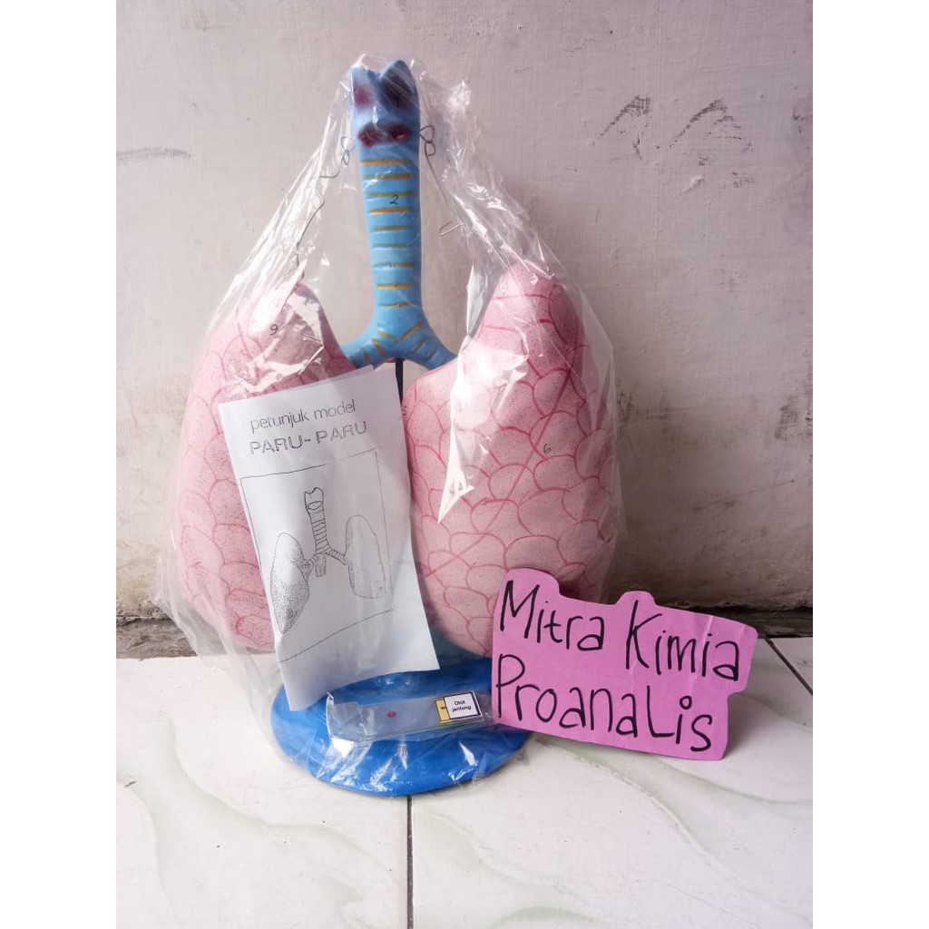 Jual Model paru-paru / alat peraga torso | Shopee Indonesia