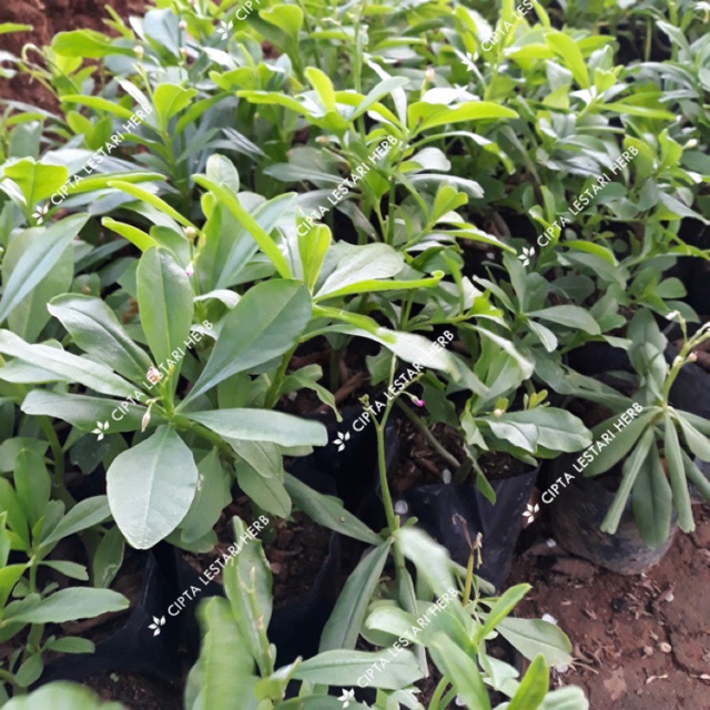 Jual Bibit Tanaman Ginseng Jawa Som Jawa Bibit Tanaman Gingseng Jawa ...