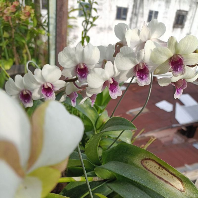 Jual Anggrek Dendrobium putih lidah ungu muda | Shopee Indonesia