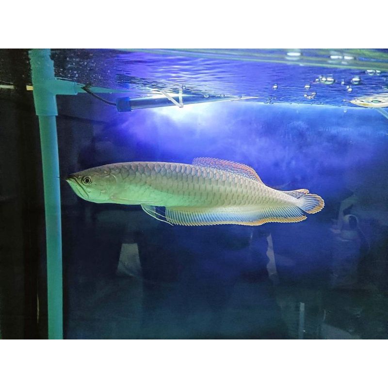 Jual Ikan Arwana Silver Red Ukuran 8 - 22 cm | Shopee Indonesia