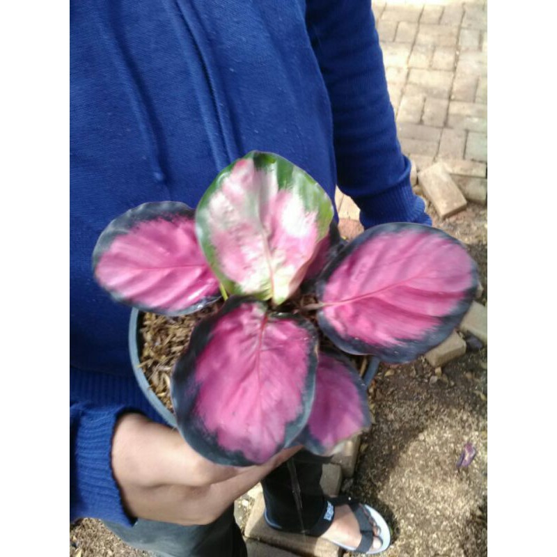 Jual Tanaman Hias Koleksi Calathea Crimson Rimbun Besar | Shopee Indonesia