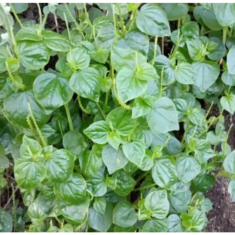 Jual 500GRM DAUN SURUHAN SEGAR ORIGINAL| DAUN SIRIH CINA | Shopee Indonesia