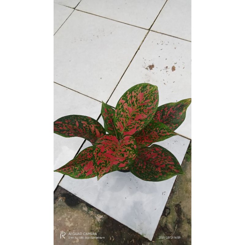Jual Aglaonema Ruby Venus ukuran remaja daun 5-8 (pembelian 10 pohon 10 ribuan) | Shopee Indonesia