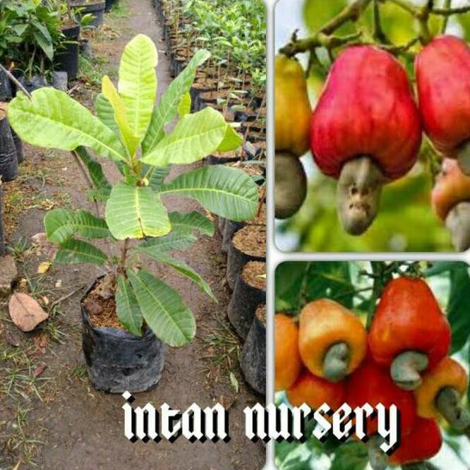 Jual OKULASI TANAMAN BIBIT TANAMAN BUAH JAMBU MONYET / JAMBU METE ...