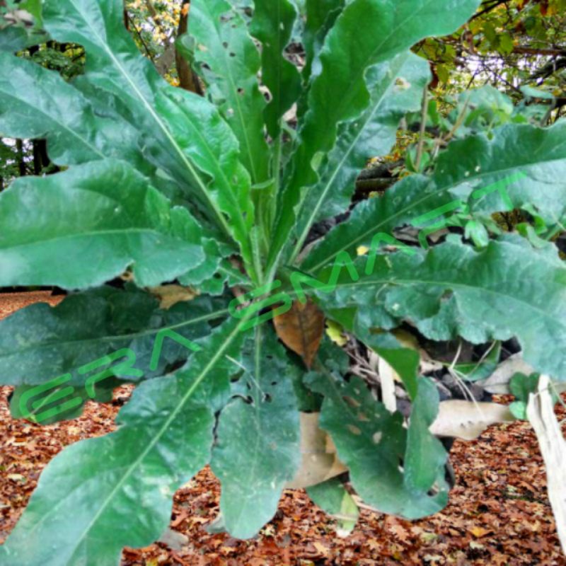 Jual Tanaman Herbal Tapak Liman | Shopee Indonesia