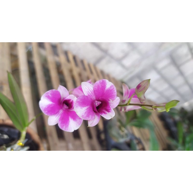 Jual dendrobium Yaya compactum ( anggrek mini) | Shopee Indonesia