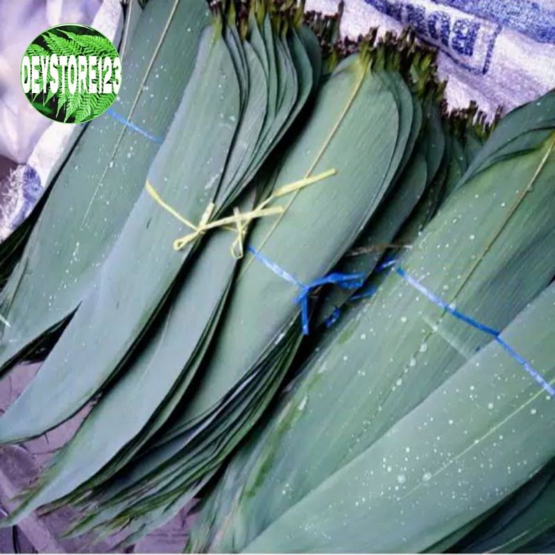 Jual DAUN BACANG / DAUN BAKCANG / DAUN KICANG / DAUN BAMBU / DAUN ...