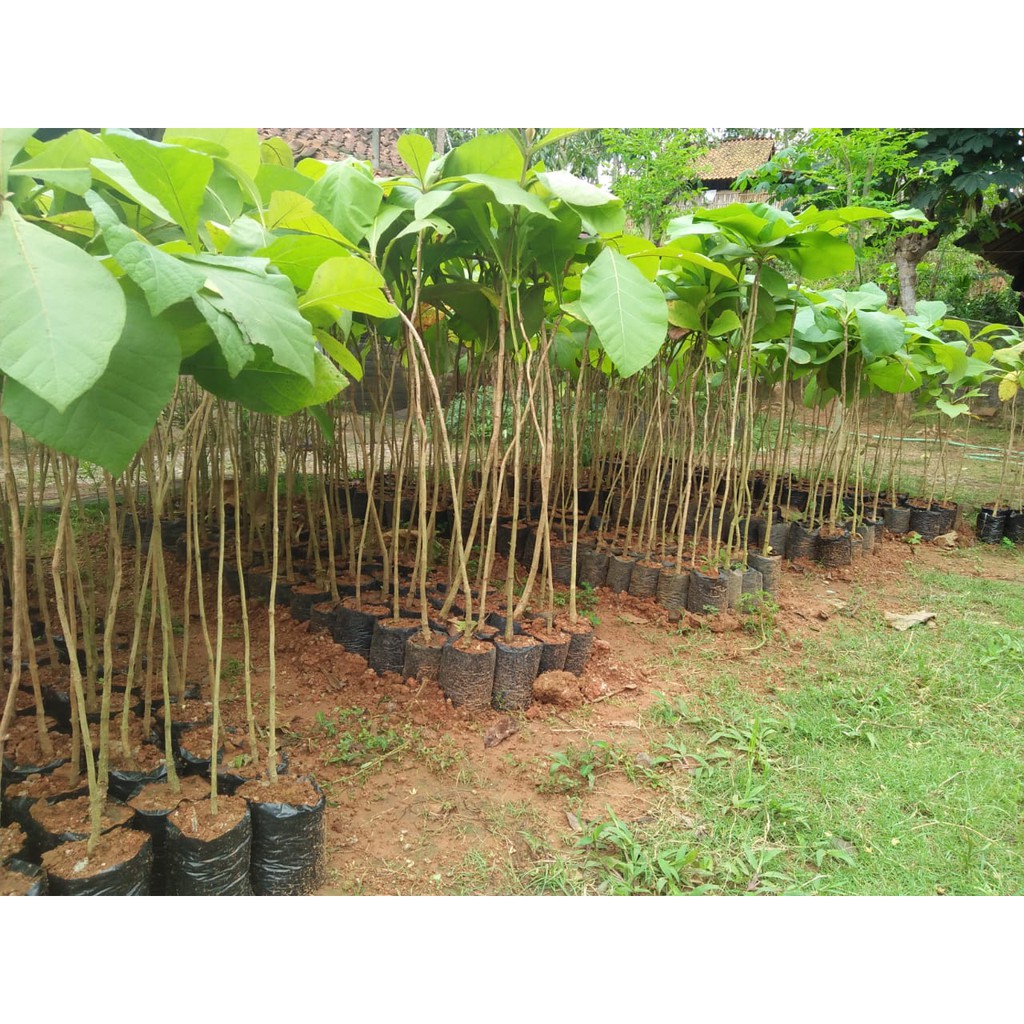 Jual Bibit Tanaman Kayu Jati Unggul Asli Purworejo Siap Tanam Murah ...