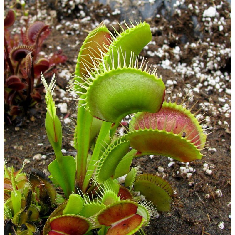 Jual Tanaman Karnivora Venus FlyTrap Venusflytrap VFT B52 VFT Tipe Besar | Shopee Indonesia
