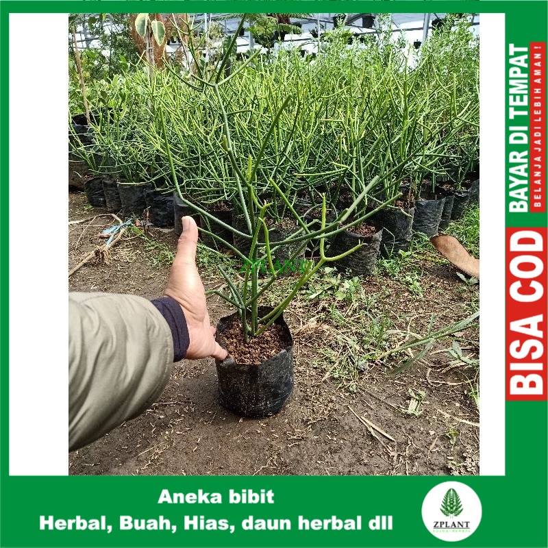 Jual Tanaman Kayu Urip - Bibit Pohon Patah Tulang - Herbal | Shopee ...