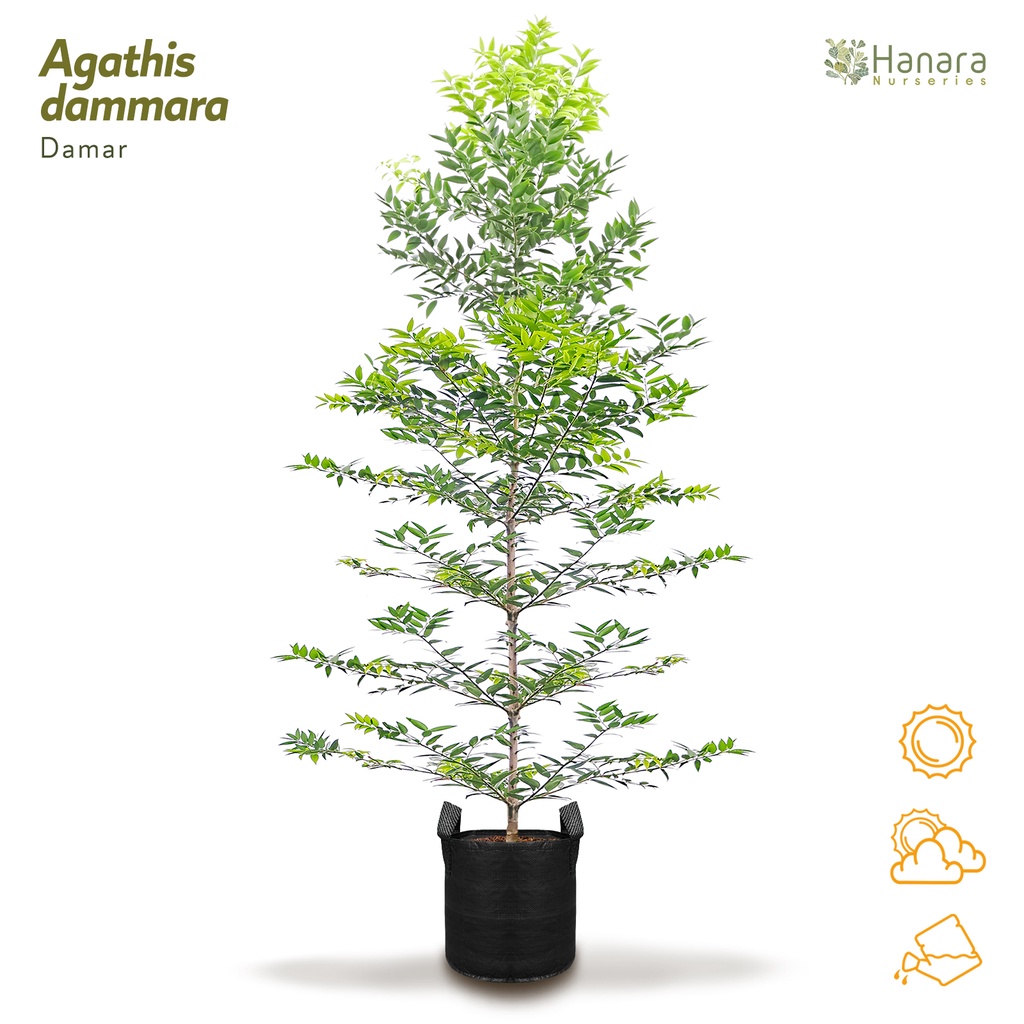 Jual Agathis dammara - Damar - pohon instan/instant tree | Shopee Indonesia