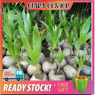 Jual Bibit kelapa genyah entok hijau / kelapa hibrida bibit unggul 3- 4 ...