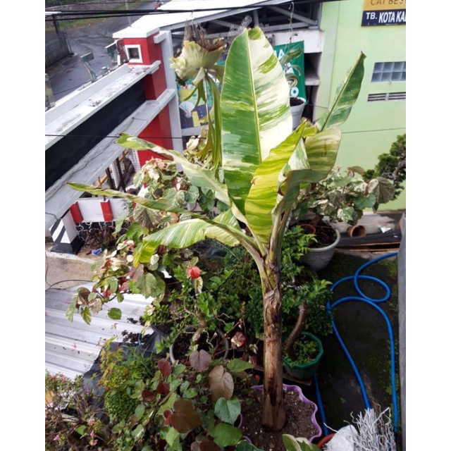 Jual pisang varigata / tanaman hias | Shopee Indonesia