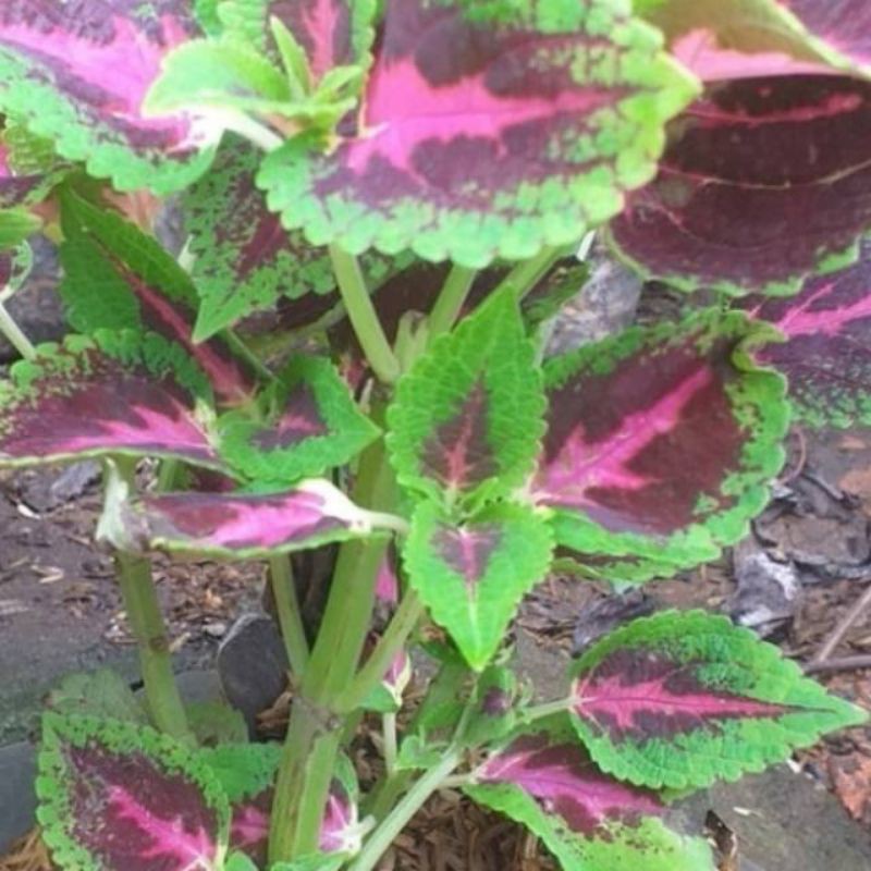 Jual tanaman hias miana batik batang hijau | Shopee Indonesia