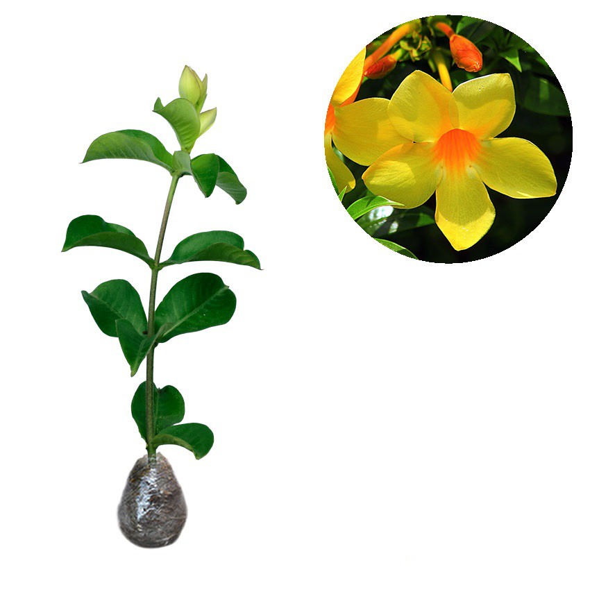 Jual Tanaman Hias Bunga Alamanda Kuning | Shopee Indonesia