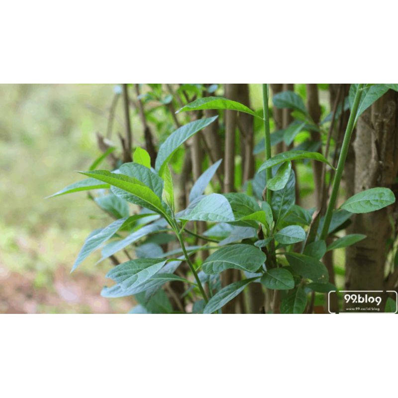 Jual Daun klorofil Afrika segar baru petik/ Penurun kolestrol/ diabetes ...