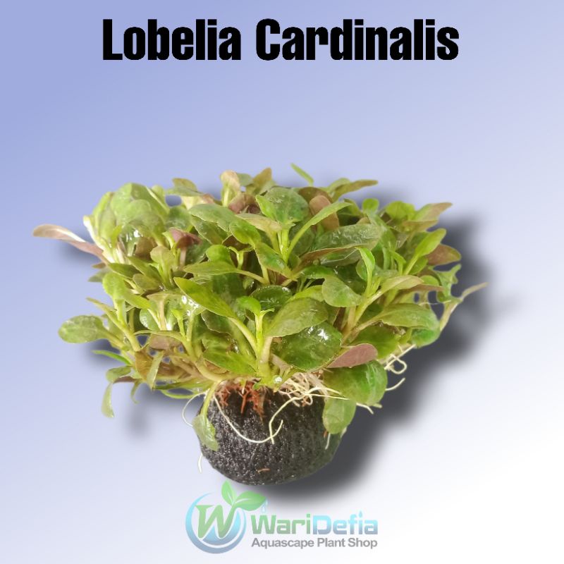 Jual Lobelia Cardinalis Tanaman Aquascape Wabikusa | Shopee Indonesia