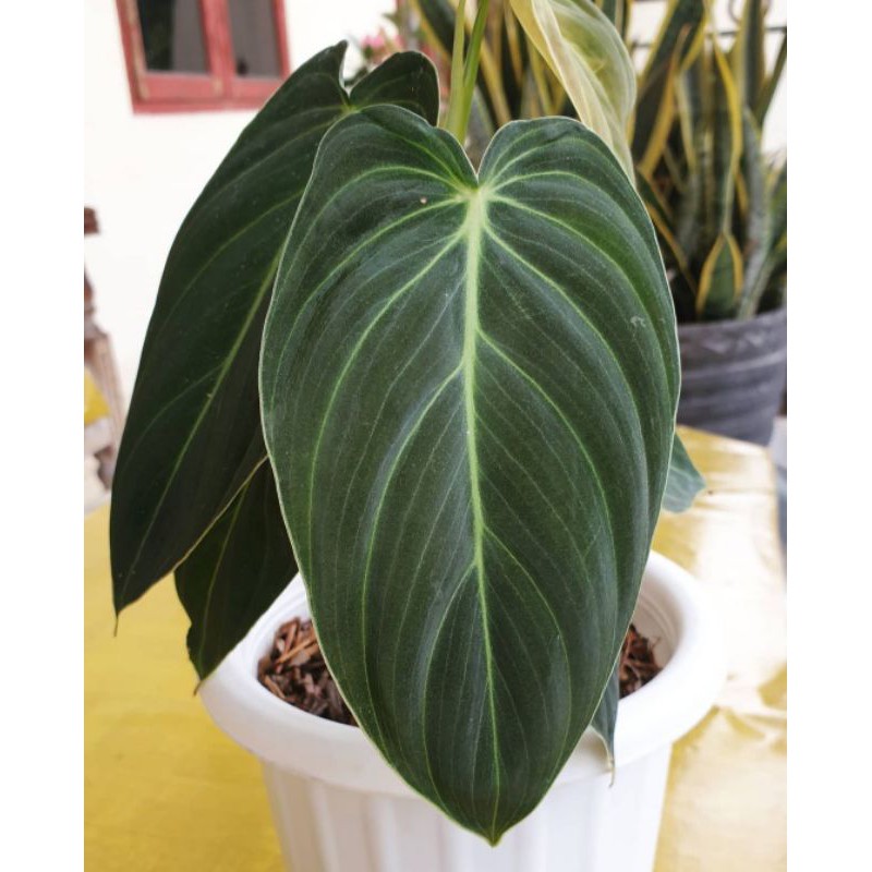 Jual Tanaman philodendron melano / tanaman hias philo milano | Shopee ...
