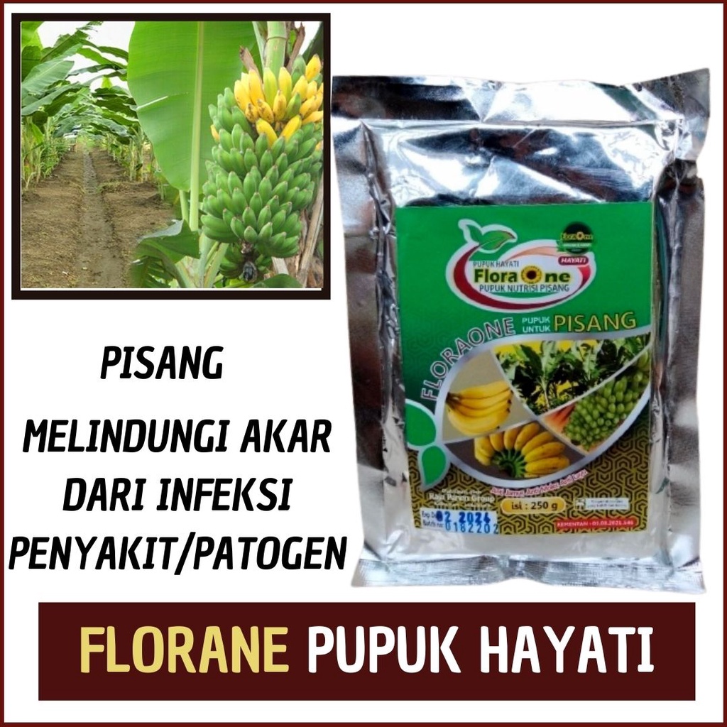 Jual Pupuk Bonggol Pisang Agar Cepat Besar Booster Pisang Pupuk Pisang Agar Cepat Berbuah ...