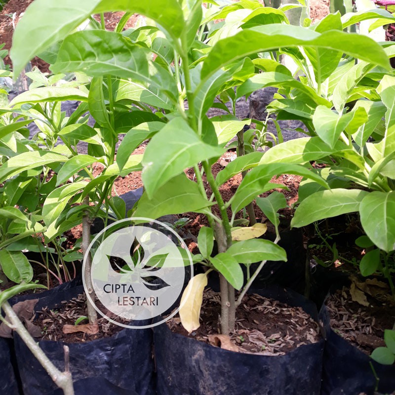 Jual Bibit Bunga Arumdalu Pohon Bunga Arumdalu Tanaman Melati Jasmine ...