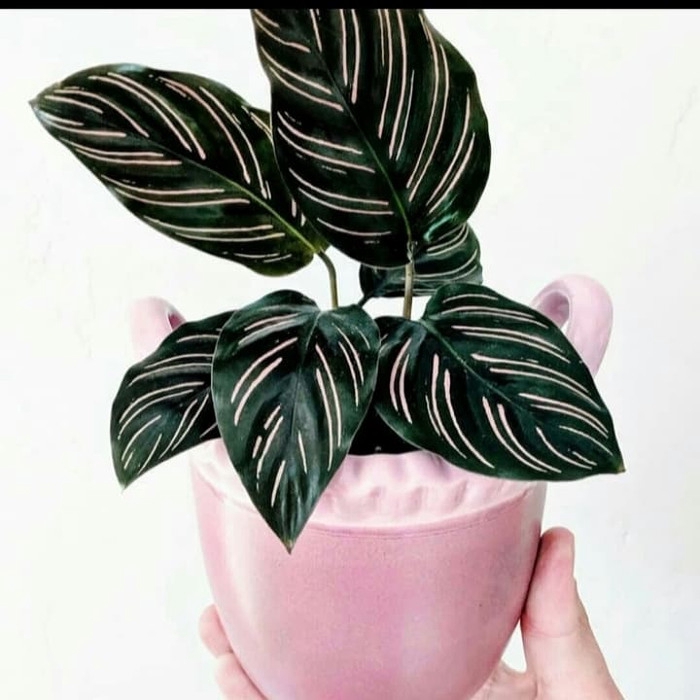 Jual tanaman hias calathea ornata / calathea ornata - Bunga Calathea ...