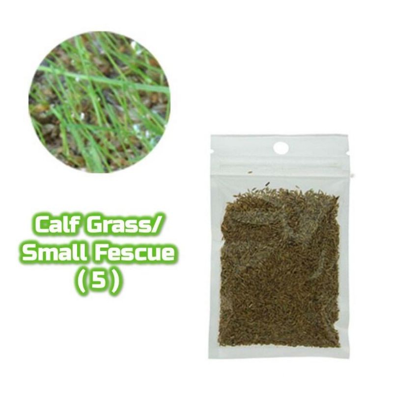 Jual Benih Bibit Rumput Aquascape Akuarium Tanaman Benih Bibit Rumput ...