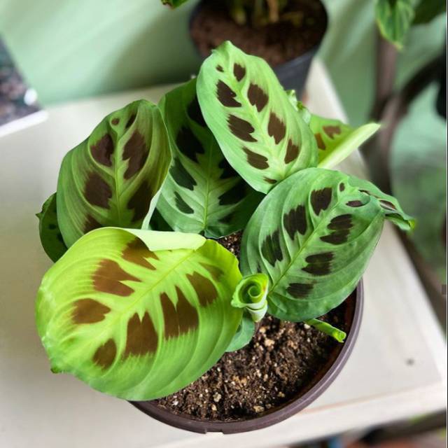 Jual Tanaman hias maranta leuconeura - tanaman hias calathea leovonero ...