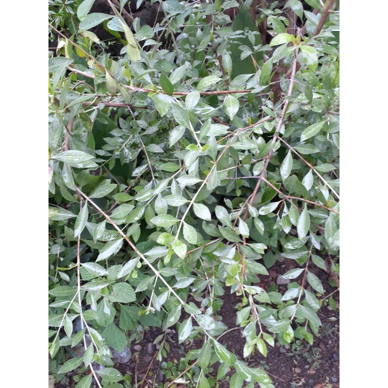 Jual daun henna 100 gram/daun henna segar/daun pacar | Shopee Indonesia