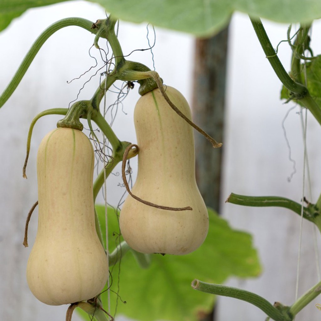 Jual PlantSeed - 5 Biji Benih Labu Butternut Squash Manis | Shopee ...