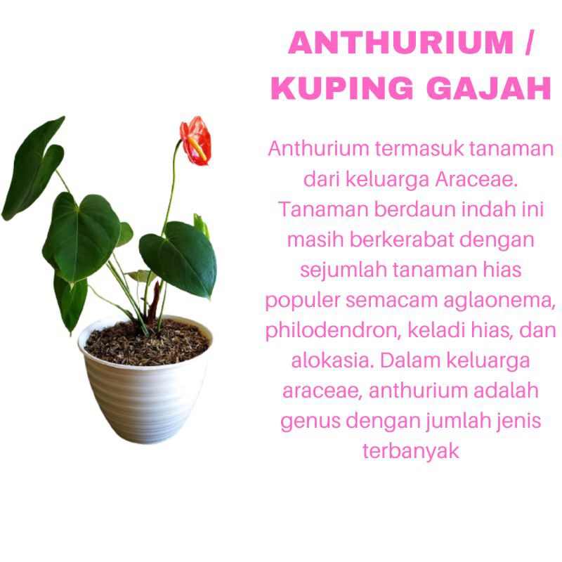 Jual PROMO TANAMAN HIAS BUNGA ANTHURIUM KUPING GAJAH KUALITAS SUPER ...