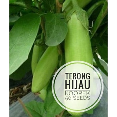 Jual Terong Hijau Lokal Koopek 50 Biji (Benih Bibit Biji Tanaman Sayur ...