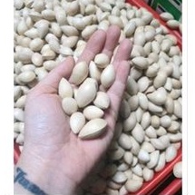 Jual pekko pekkoi paikuo baiguo pek ko ginko biloba ginkgo nuts ...