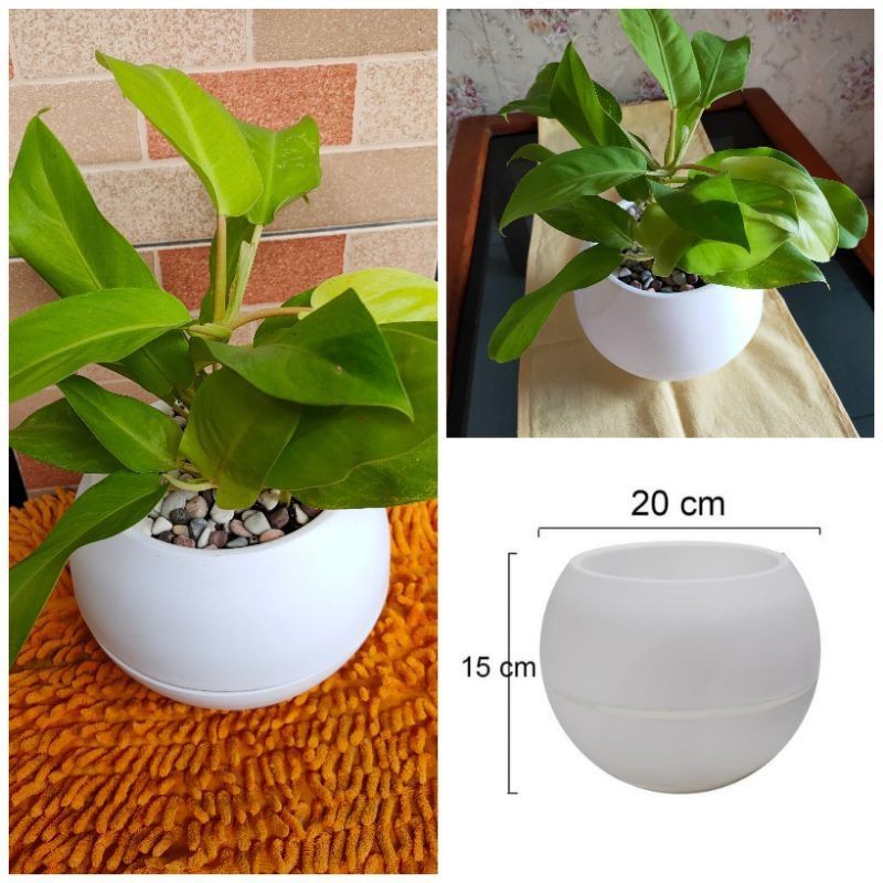 Jual pot bunga tanaman bola vienna | Shopee Indonesia