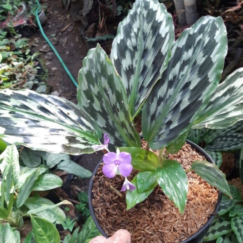 Jual Tanaman hias calathea ekor merak / tanaman indoor outdoor / ekor ...