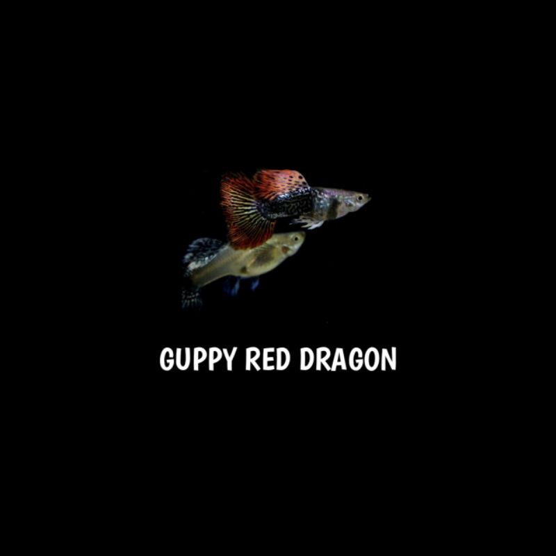Jual Ikan Guppy Red Dragon | Shopee Indonesia