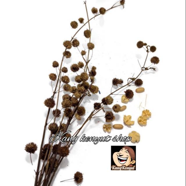 Jual Bunga pompom 1 ikat, tinggi 45-50cm | Shopee Indonesia