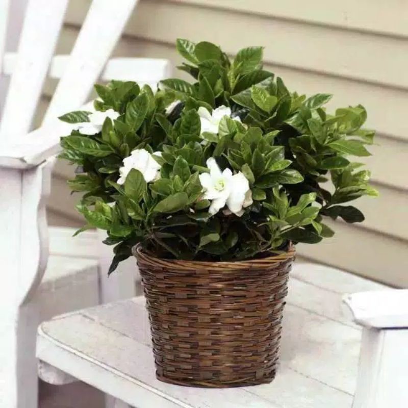 Jual Jual tanaman hias - kaca piring bunga putih - cepiring - jempiring ...