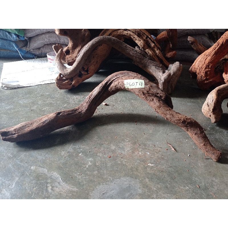Jual santigi gunung 60/17 | Shopee Indonesia