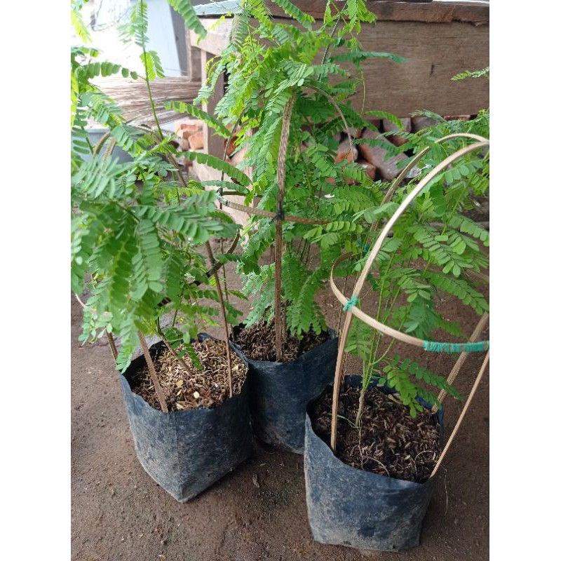 Jual Tanaman Pohon Saga, Tanaman Herbal Daun Saga | Shopee Indonesia